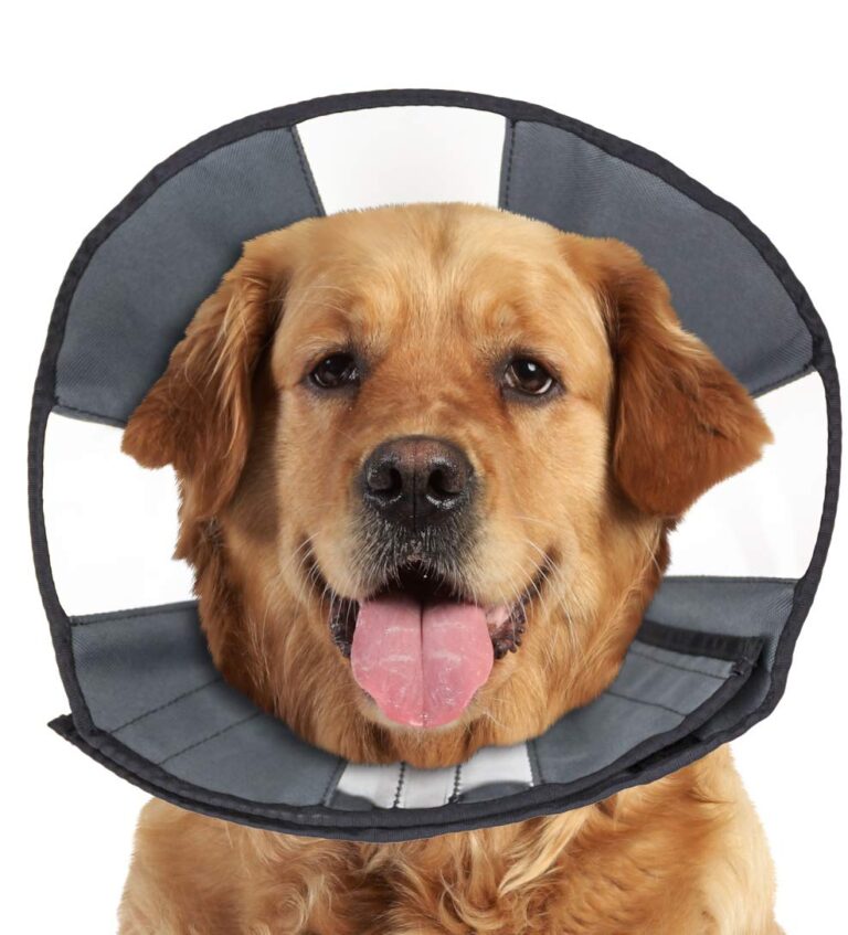 El collar isabelino - Corporación Dejando Huella