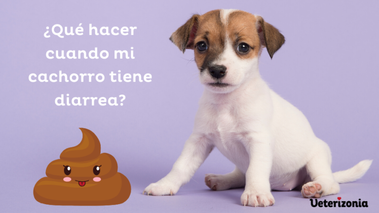 ¿Por qué mi perro tiene diarrea? - Corporación Dejando Huella